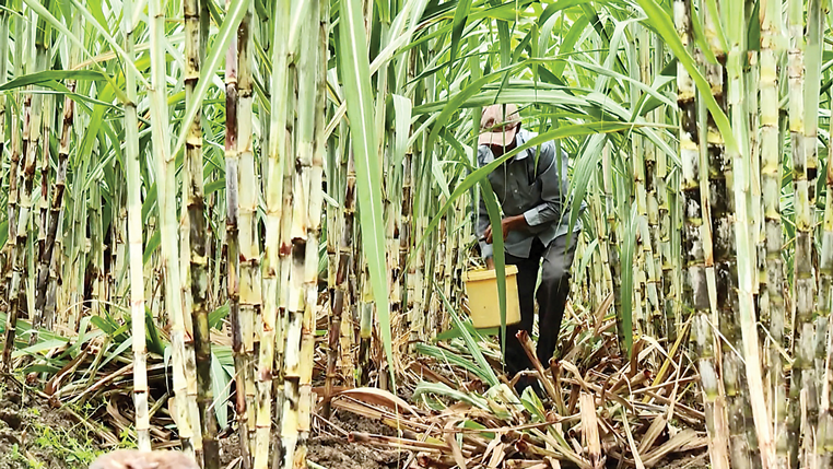 Người trồng mía ở Gia Lai hướng tới bán tín chỉ carbon - VnEconomy