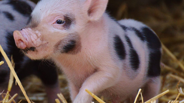 Heo cảnh mini: hãy chú ý nguồn gốc - Nhịp sống kinh tế Việt Nam & Thế giới