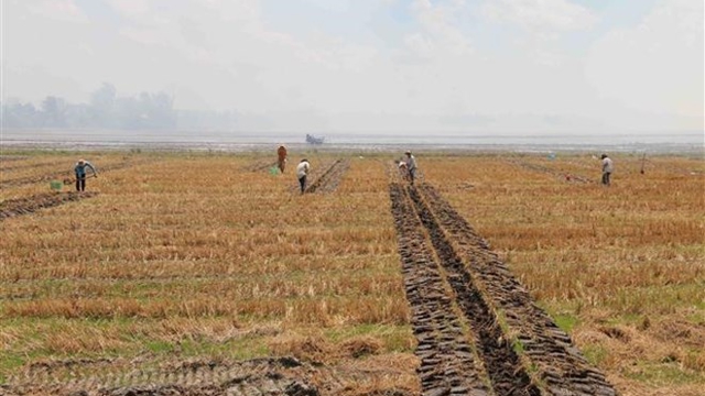 Bình Dương: Thu hồi và chuyển mục đích sử dụng hơn 1.700 ha đất trồng ...