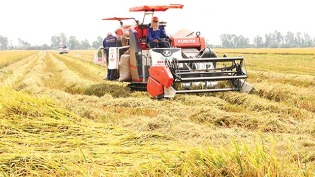 Phát triển chuỗi giá trị lúa gạo Việt Nam: Trách nhiệm và bền vững ...