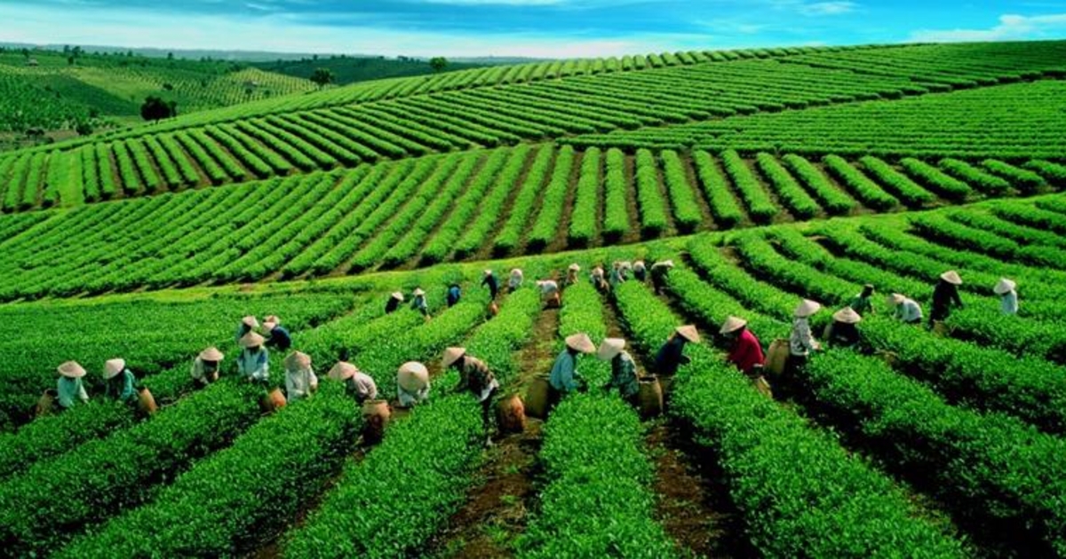 Tea exports earn $189 mln in 9M - VnEconomy