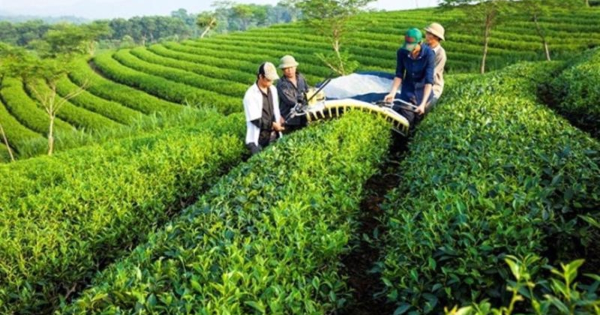 Vietnam becomes fifth largest tea exporter worldwide - VnEconomy