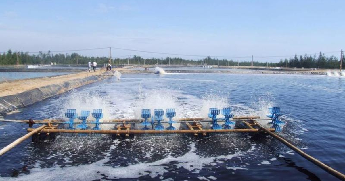 Green practices should be prioritized for sustainable fisheries - VnEconomy