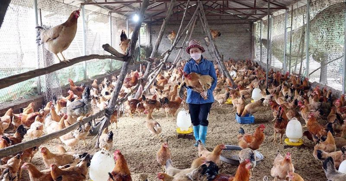Vietnam's livestock industry sees strong 5.4% growth - VnEconomy