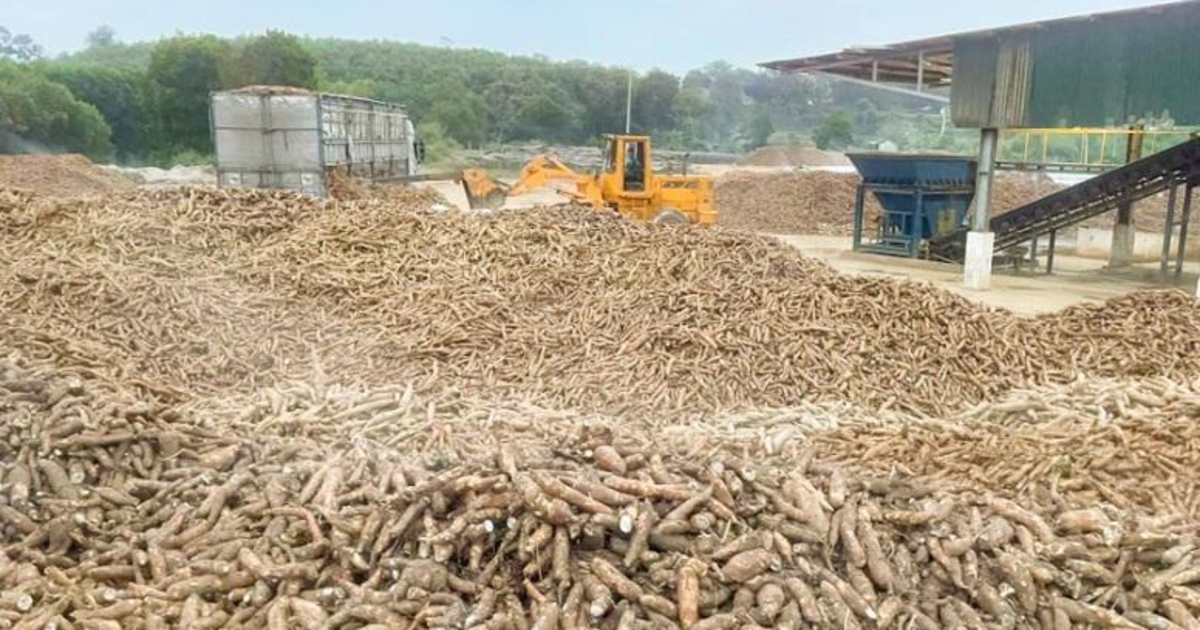 China remains top market for Vietnam's cassava - VnEconomy