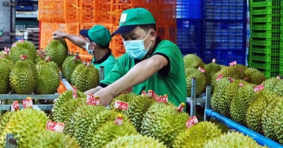 2024 durian export revenue hit $3.3 billion - VnEconomy