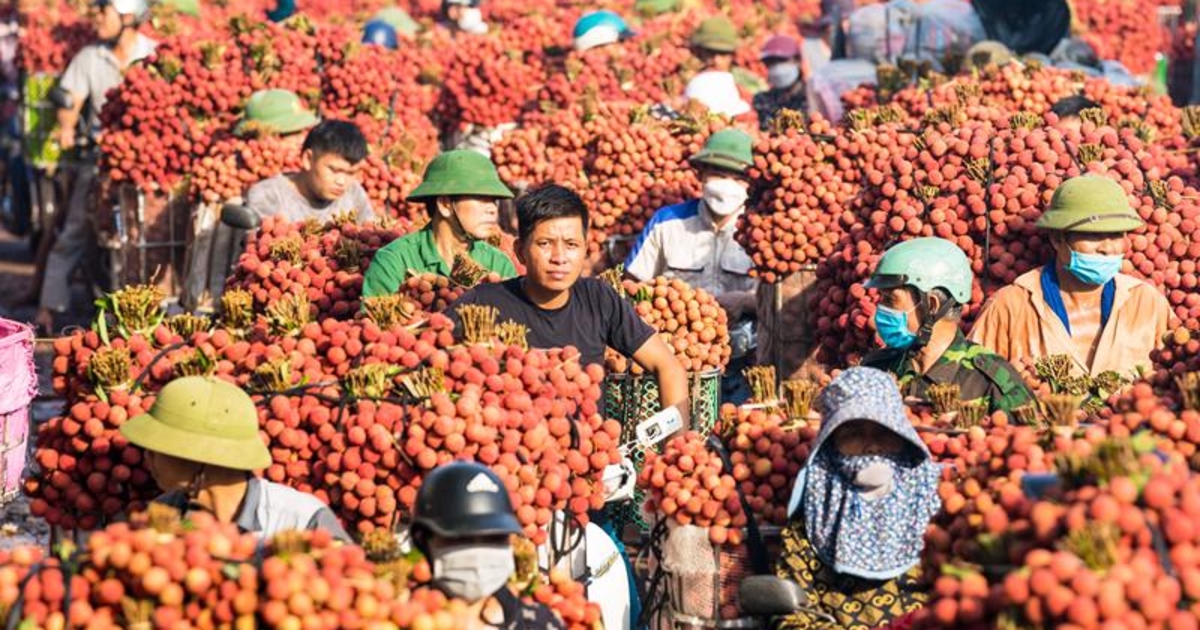 Vietnam prepares for bumper lychee season, aims for export growth ...