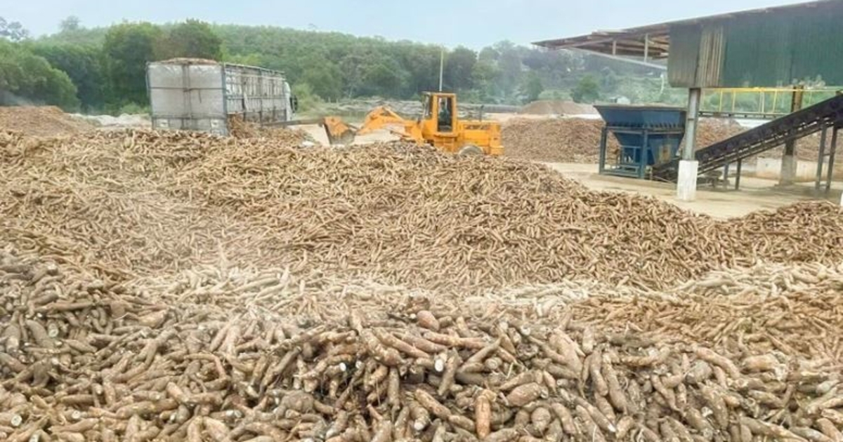 Cassava export value totals over $700 mln in H1 - VnEconomy