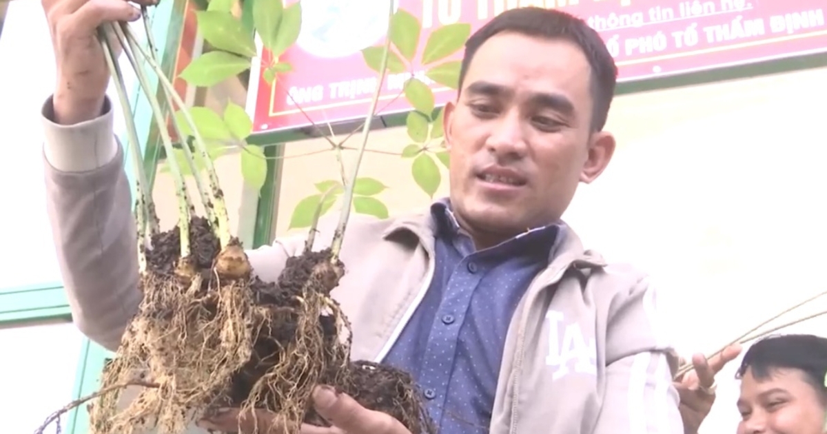 Hơn 2.000 lượt người đến tham quan, mua sắm tại Phiên chợ Sâm Ngọc Linh ...